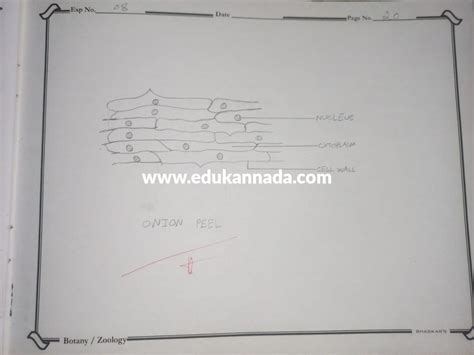 2nd Puc Biology Practical Manual 2nd Puc Biology Practical