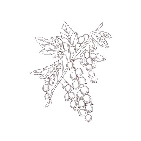 Branche De Cassis Esquissée Dessin Botanique De La Plante De Groseille