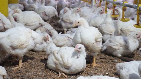Pengaruh Arah Kandang Terhadap Performa Ayam Broiler