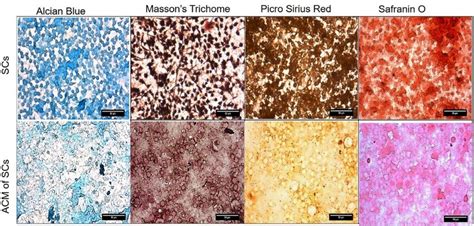 Cytochemical Characterization Of Schwann Cells And Schwann Cell Acm Download Scientific Diagram