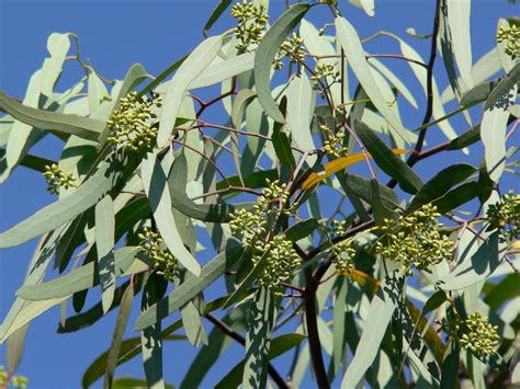 Fichier Eucalyptus microtheca 1 Wikipédia