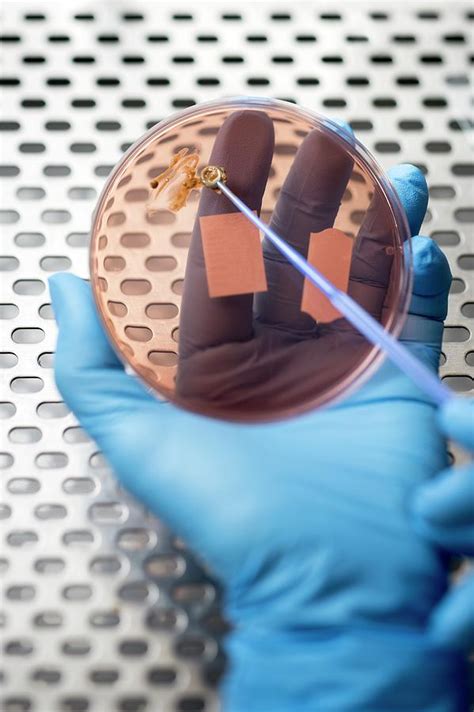 Faecal Sample Analysis Photograph By Aberration Films Ltd Fine Art