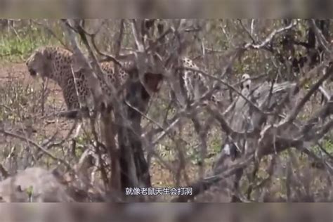 鬣狗饿疯了，竟到花豹嘴里抢食物，可怜疣猪死了还被这般对待鬣狗食物