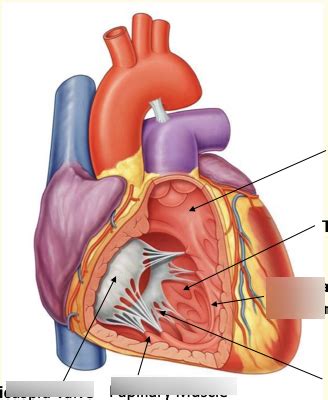 Right Ventricle Diagram Quizlet