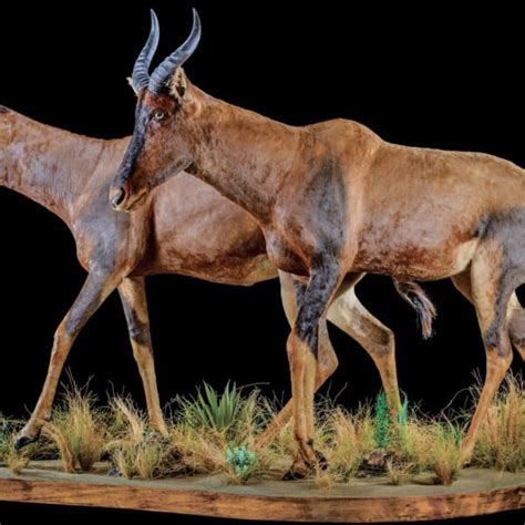 Tiger Taxidermy South Africa Life Form Taxidermy
