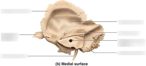 Medial Surface Diagram Quizlet