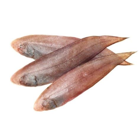Sole Fish Sukun