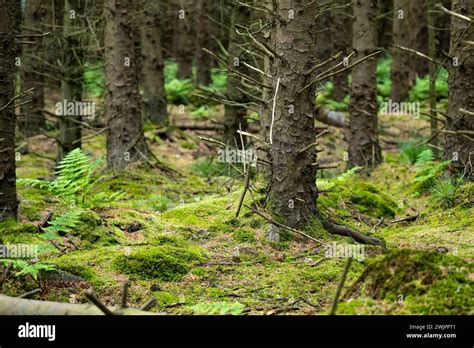 Massive Pine Trees With Ivy Growing On Their Trunks Impressive Green Woodlands Of Killarney