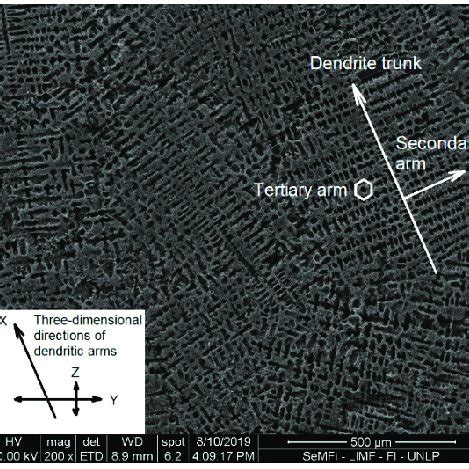 Dendritic Structure Formed By The Dendrite Trunk And The Secondary And Download Scientific
