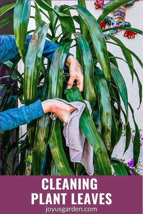 Cleaning Plant Leaves Artofit
