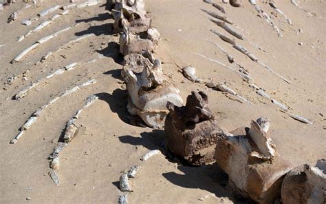 Whale Valley Cetacea And Sirenia Eocene Fossils Of Wadi Al Hitan Iugs