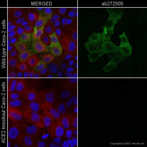 Human Ace2 Knockout Caco 2 Cell Line Ab273731 Abcam