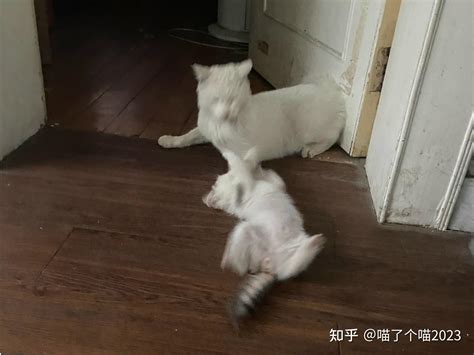 捡来的流浪猫和家里的原住民相处很不融洽怎么办？ 知乎