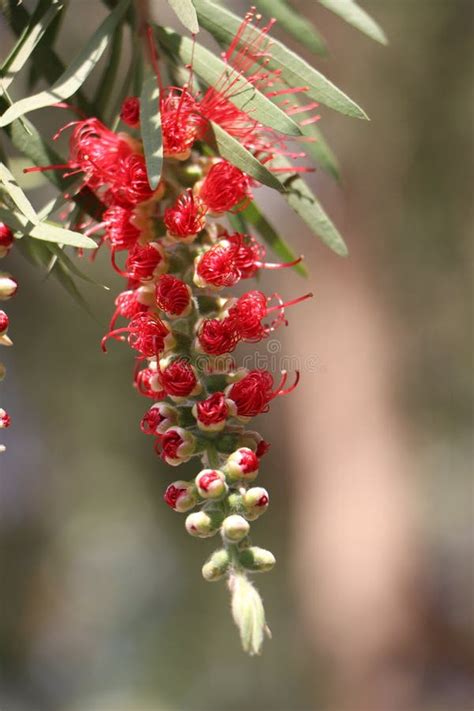 Beautiful Image Of Melaleuca Viminalis Flower Stock Image Image Of