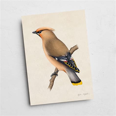 Jemiołuszka Tukan Media