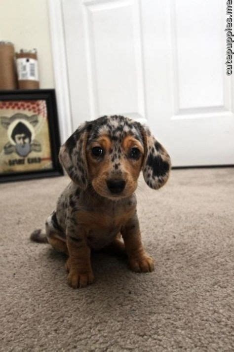 11 Best Mini Dapple Dotson Puppies Images Puppies Dapple Dachshund Dachshund Puppies
