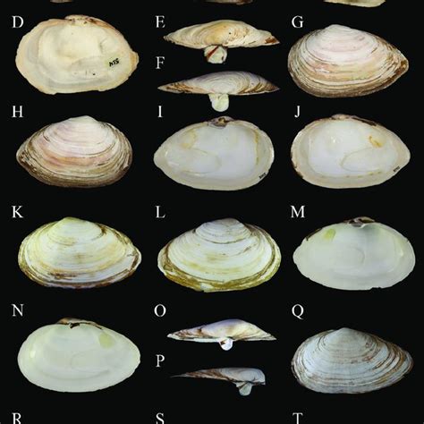 Pdf A Tale Of Two Soft Shell Clams An Integrative Taxonomic Analysis