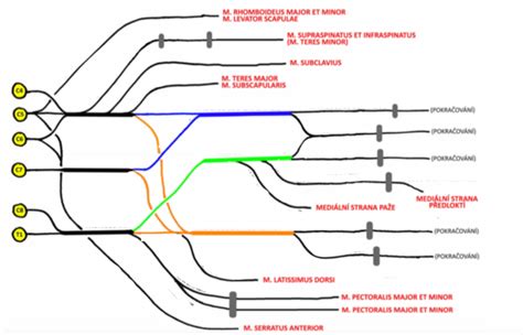 Plexus Brachialis
