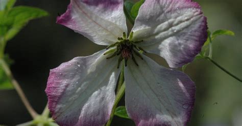 Clematis I AM LADY Q | Clematis I AM LADY Q online kaufen