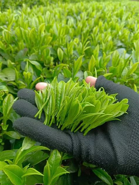 一芽一叶一抹香，一人一篓采茶忙。春风十里，不如一品春茶 召唤茶友 接下来期待的是春天 小红书 花瓣网