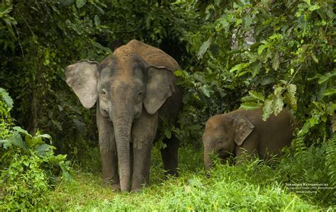 Free Pygmy Elephant Wallpaper Sebastian Kennerknecht Photography