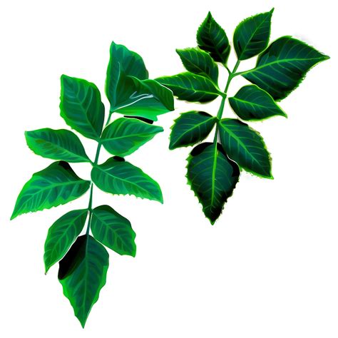 Poison Ivy Plant Png 62 Png Image