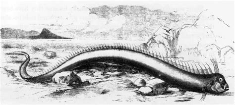 Giant Oarfish Facts Diet Habitat And Pictures On Animaliabio