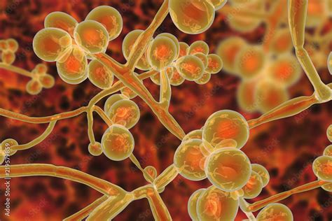 Candida Auris Fungi Emerging Multidrug Resistant Fungus Stock