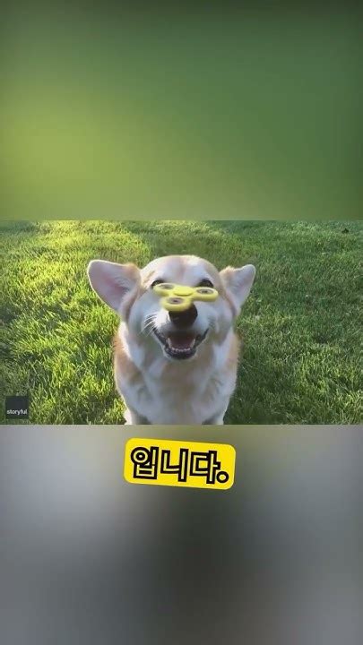 강아지가 만지면 싫어하는 부위 Top3 Youtube