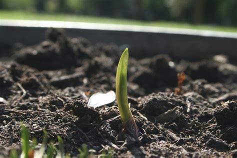 Qué plantar en Diciembre Jardinestop