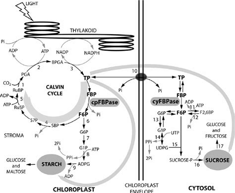 Simplified Model Of The Pentose Phosphate Reductive Cycle Or Calvin