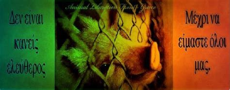 269life Athens Greece Το αιμα αθωων μη ανθρωπινων ζωων λημναζει στα σφαγεια Δολοφονημενα