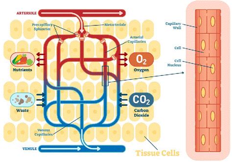The Lungs And Pulmonary Capillaries Medictests