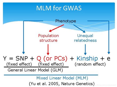 使用tassel学习gwas笔记（56）：混合线性模型进行gwas分析（mlm模型）mlm模型运行时间很长吗 Csdn博客