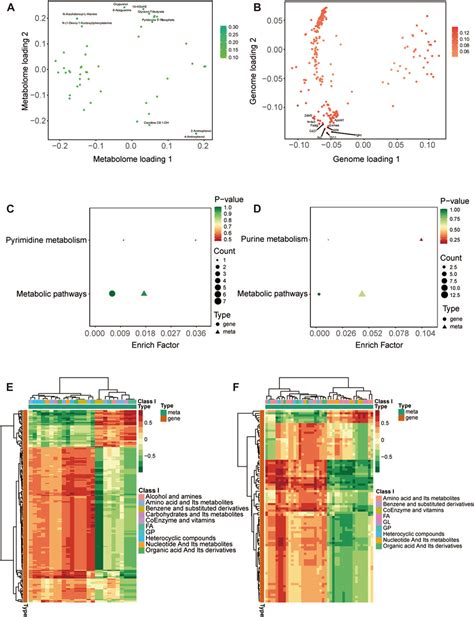 Frontiers Combined Metabolomics And Transcriptomics Analysis Of Rats