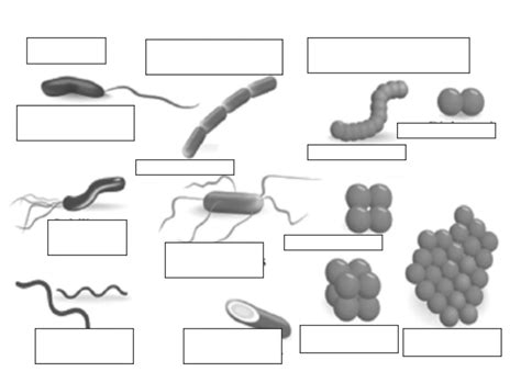 BIOL Lab Study Guide Structure And Classification Of Bacteria Diagram Quizlet