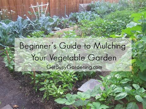 Best Mulch For Vegetable Garden