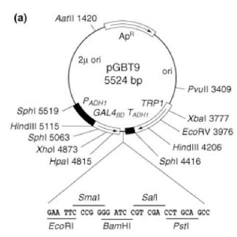 Plasmid Maps Of Two Hybrid System Plasmids—activation Domain Plasmids