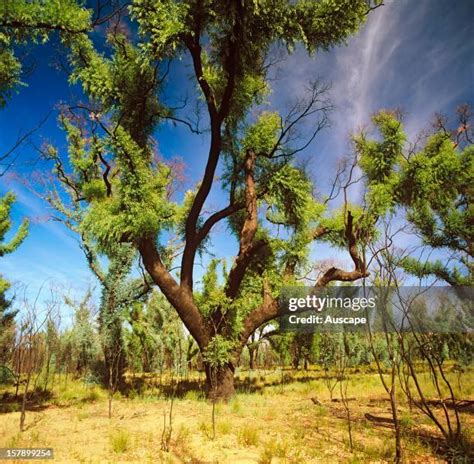 Epicormic Photos And Premium High Res Pictures Getty Images