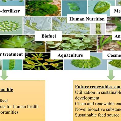 Applications Of Algae In A Biorefinery Download Scientific Diagram