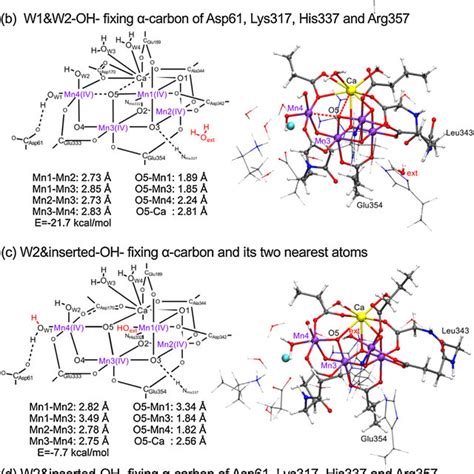 Optimized Structures Of ‘first Coordination Sphere In The S3 State A