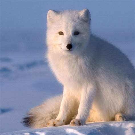 Facts About The White Fox At Jake Town Blog