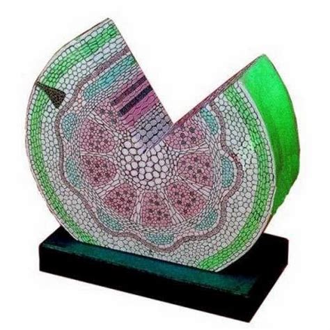 Botany Models At Best Price In India
