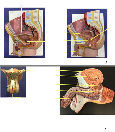 Urinary System Lab Part 1 Pg 5 And 6 Diagram Quizlet