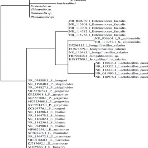 Distance Based Phylogenetic Tree Of 47 Sequences Of 16s Rrna Gene Using