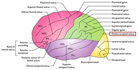 Parieto Occipital Sulcus