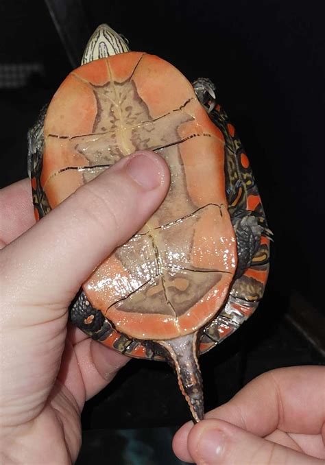 What Sex Are They Rturtle