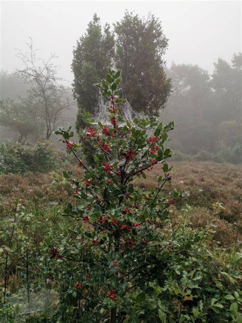 Bosbaden Breng Het Bos Dichterbij De Schuilplaats
