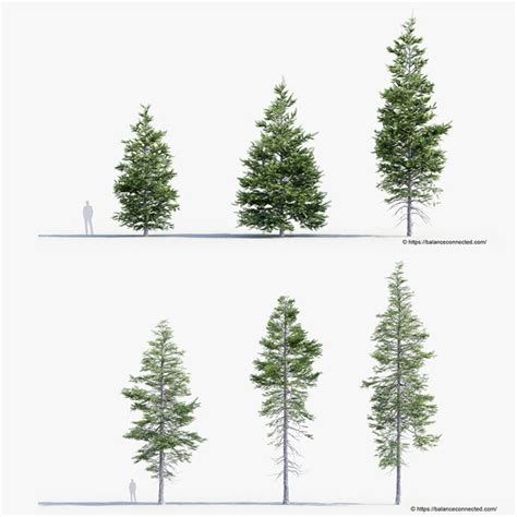 Northern White Pine Pinus Strobus 3d Model3d模型 Turbosquid 2042465