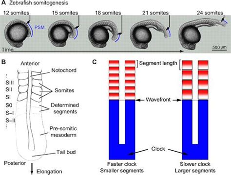 Patterning Embryos With Oscillations Structure Function And Dynamics Of The Vertebrate